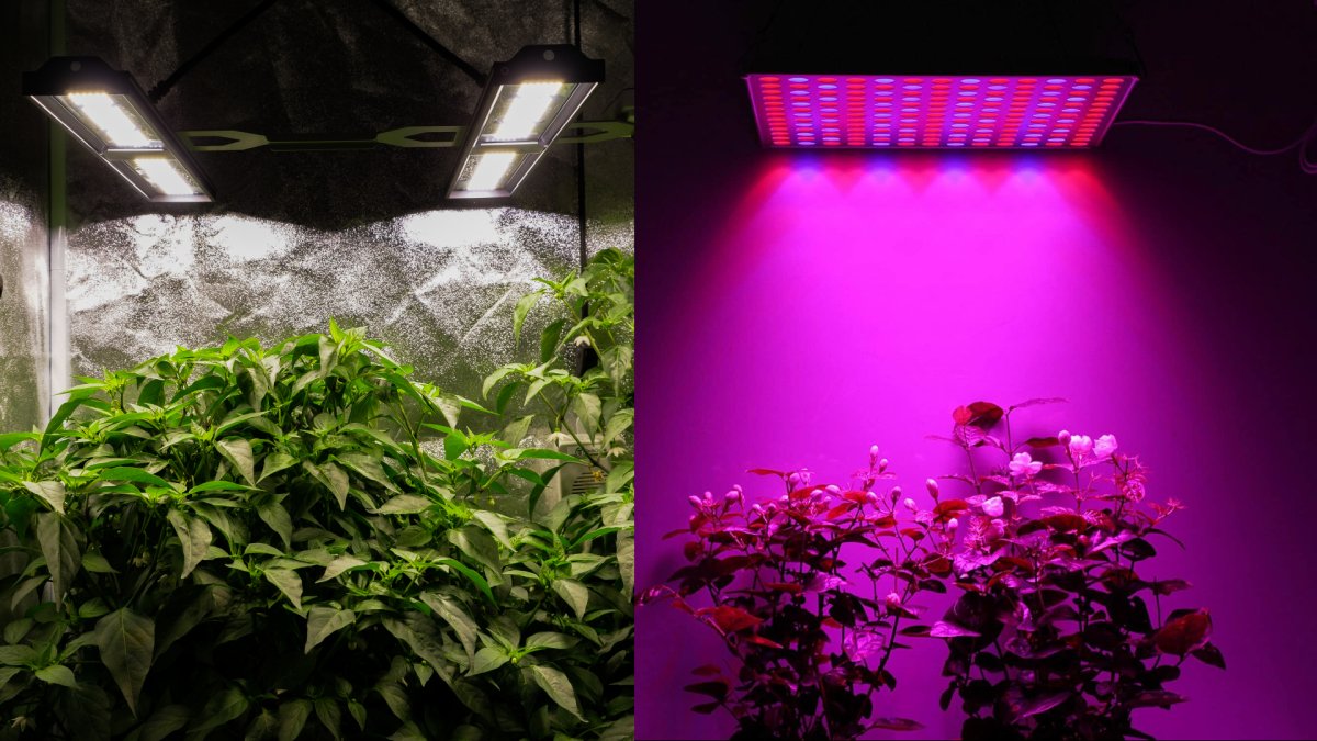 What color light is best for growing plants? – MIGROLIGHT